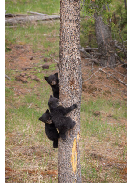 Loon Peak® USA Wyoming Yellowstone National Park Three Black Bear Cubs Climb Pine Tree Credit As ...